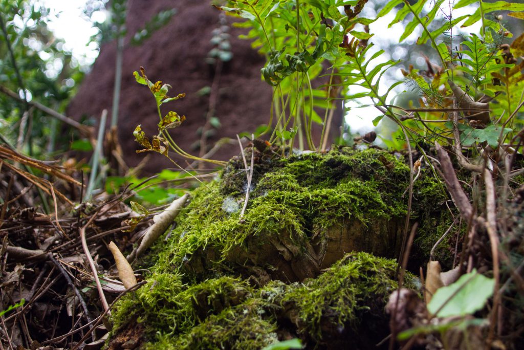 Banana Slugs Traverse Our Forests - Overleaf Lodge & Spa