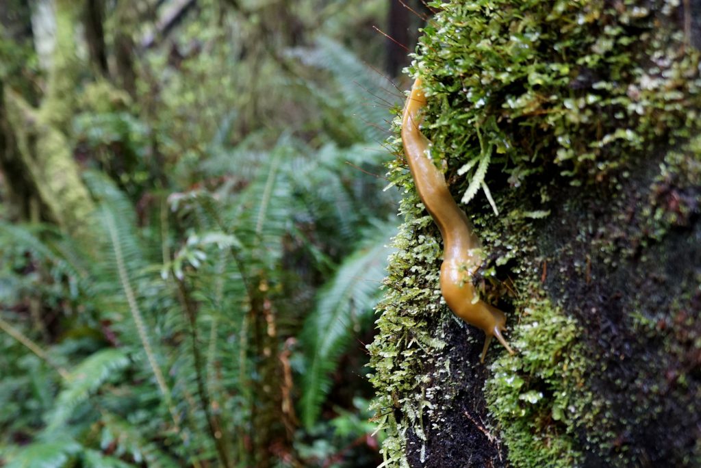 Banana Slugs Traverse Our Forests - Overleaf Lodge & Spa