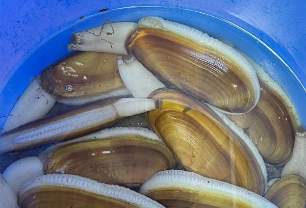 Digging for Clams on the central Oregon Coast - Overleaf Lodge & Spa