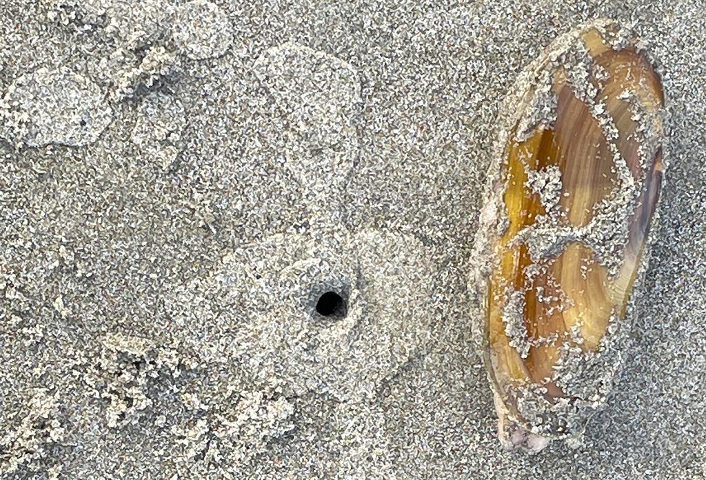 Digging for Clams on the central Oregon Coast - Overleaf Lodge & Spa